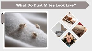 What Do Dust Mites Look Like? (Identification With Pictures)