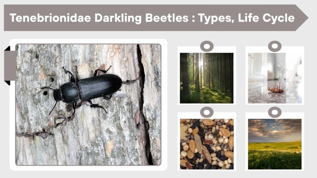 Tenebrionidae Darkling Beetles : Types, Life Cycle & Facts
