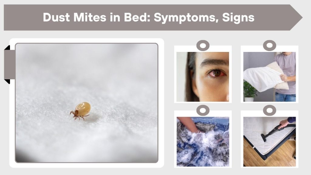Dust Mites in Bed: Symptoms, Signs & How to Get Rid of