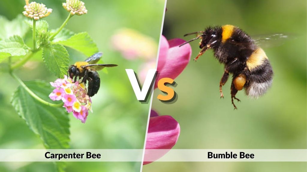 Carpenter Bee vs Bumble Bee: Key Differences, Size, Sting & Identification