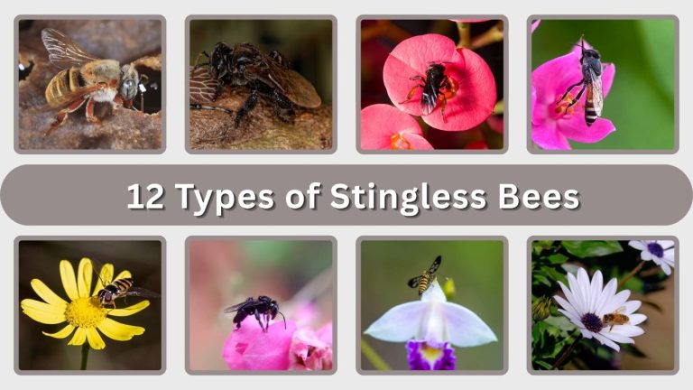 12 Types of Stingless Bees: Habitat, Diet & Identification