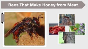 Bees That Make Honey from Meat (Facts About Vulture Bees)
