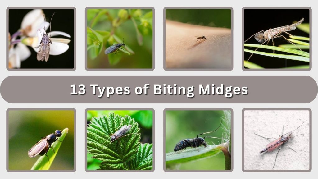 13 Types of Biting Midges: Identification with Pictures