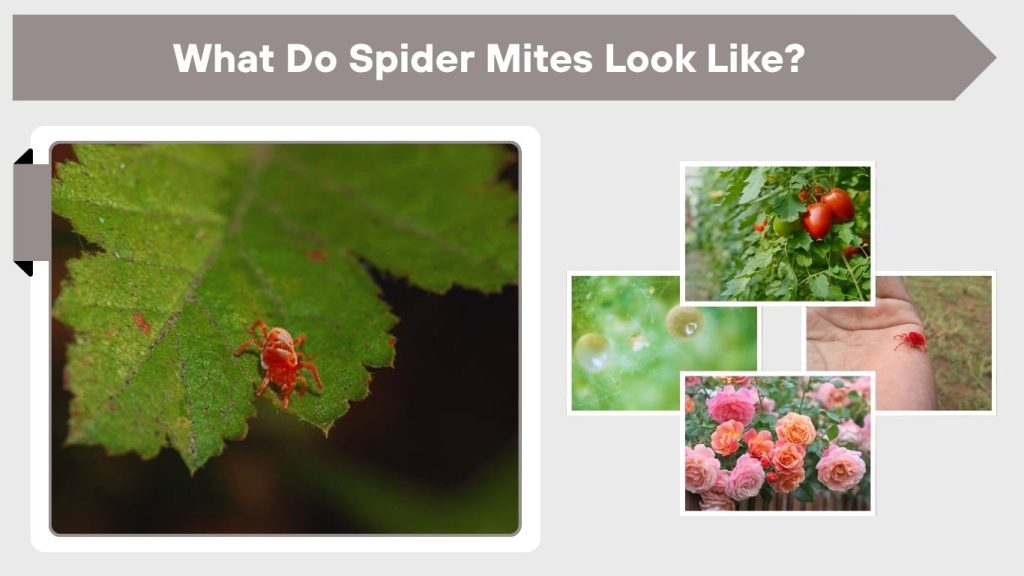 What Do Spider Mites Look Like? Complete Identification