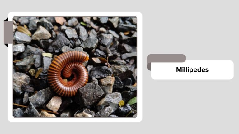 20 Common insects that live underground: Identification with Pictures