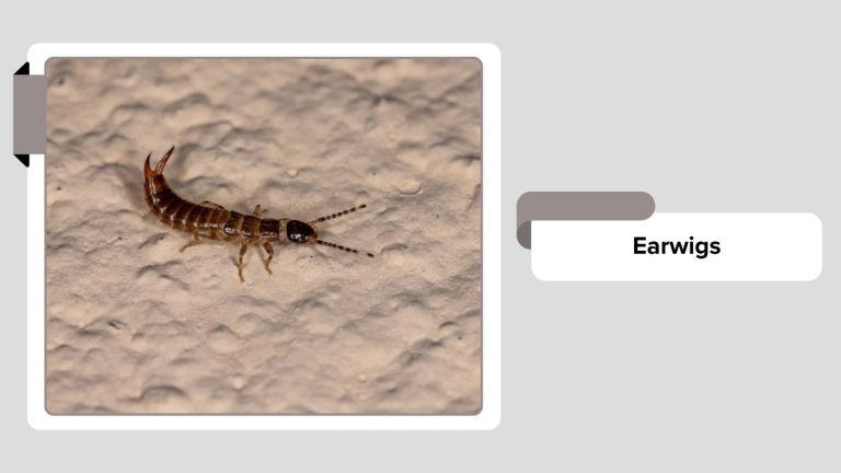 20 Common insects that live underground: Identification with Pictures