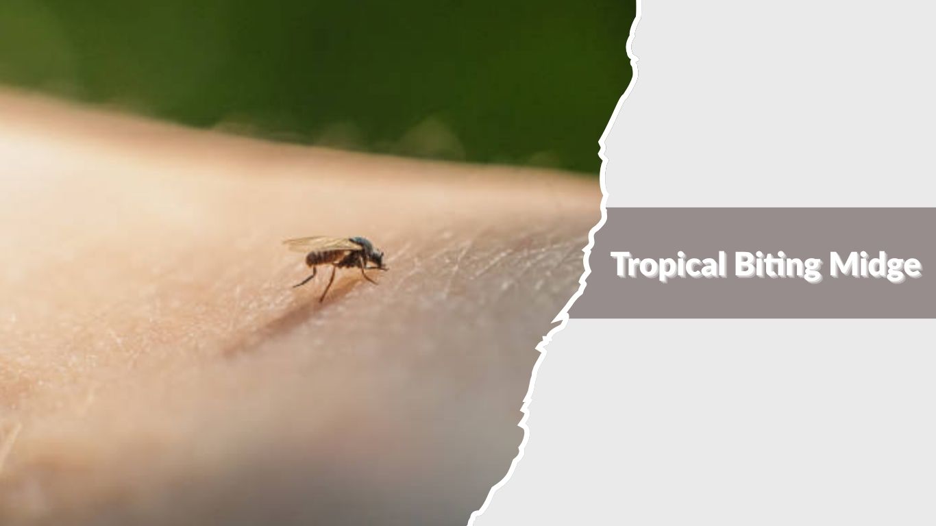 13 Types of Biting Midges: Identification with Pictures