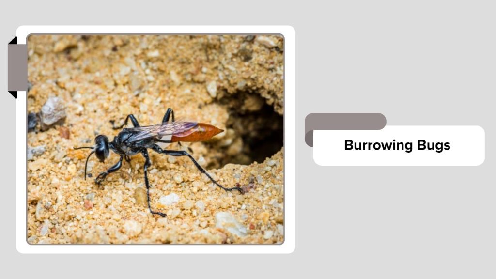 20 Common insects that live underground: Identification with Pictures