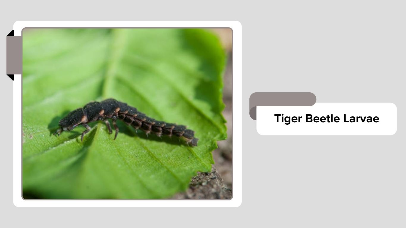 20 Common insects that live underground: Identification with Pictures