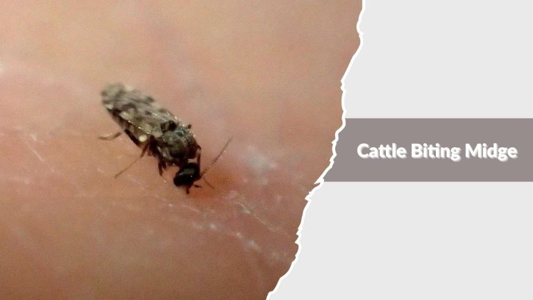 13 Types of Biting Midges: Identification with Pictures