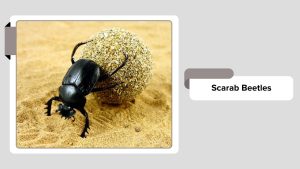 20 Common insects that live underground: Identification with Pictures