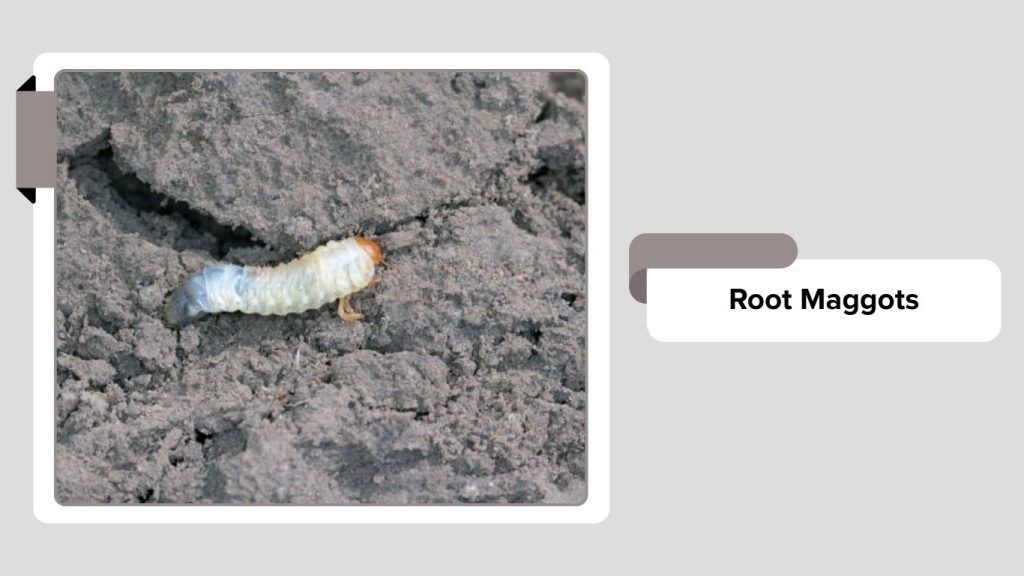 20 Common insects that live underground: Identification with Pictures