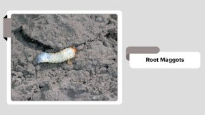 20 Common insects that live underground: Identification with Pictures