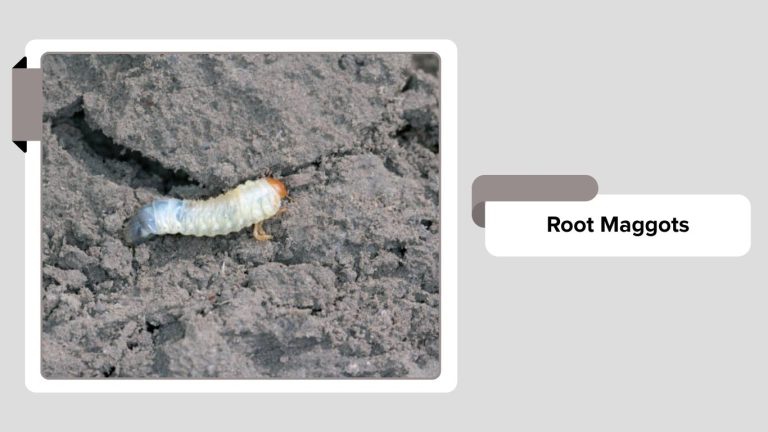 20 Common insects that live underground: Identification with Pictures