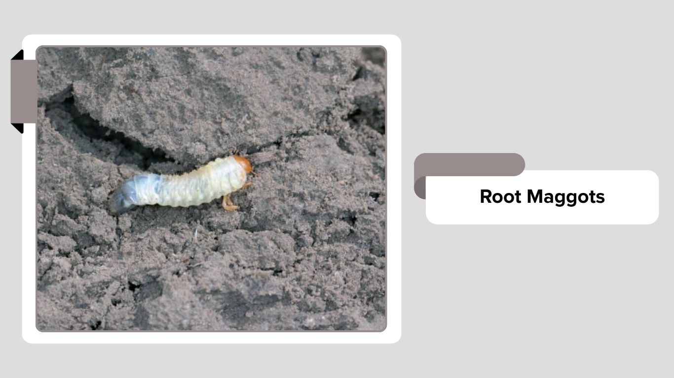 20 Common insects that live underground: Identification with Pictures