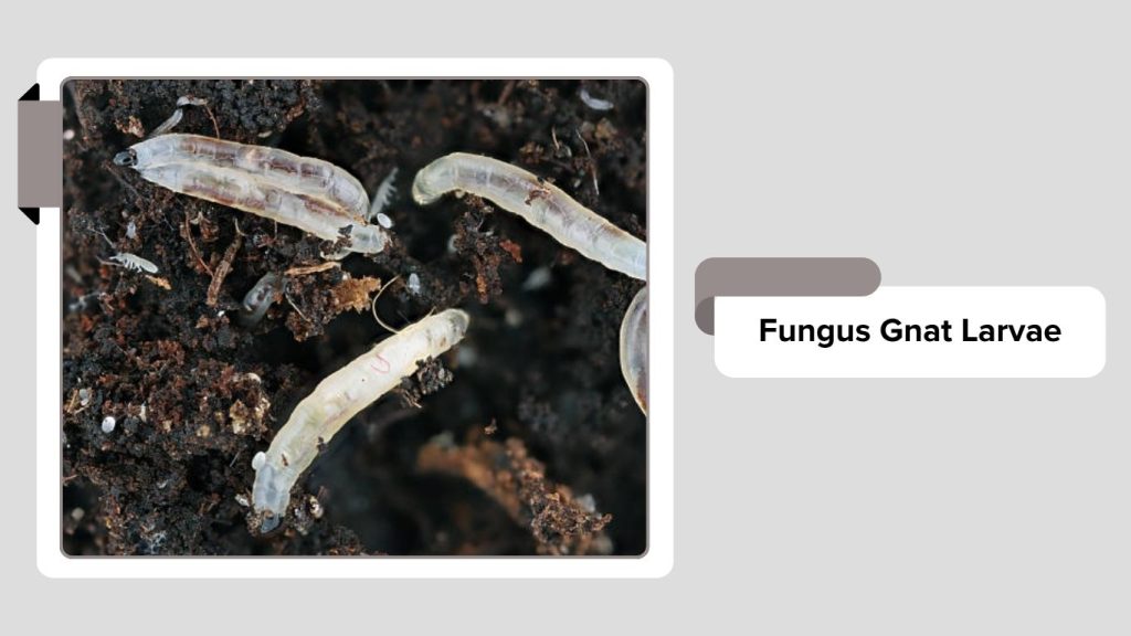 20 Common insects that live underground: Identification with Pictures