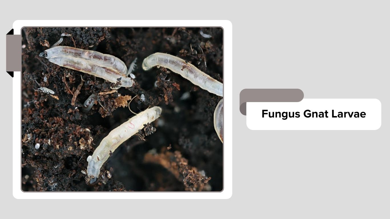 20 Common insects that live underground: Identification with Pictures