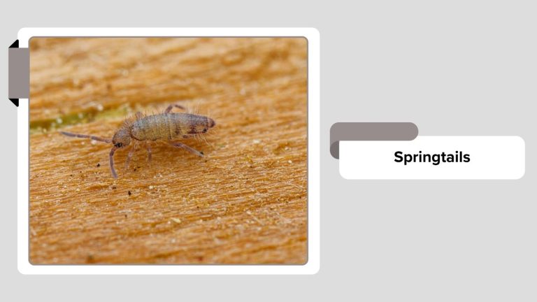20 Common insects that live underground: Identification with Pictures