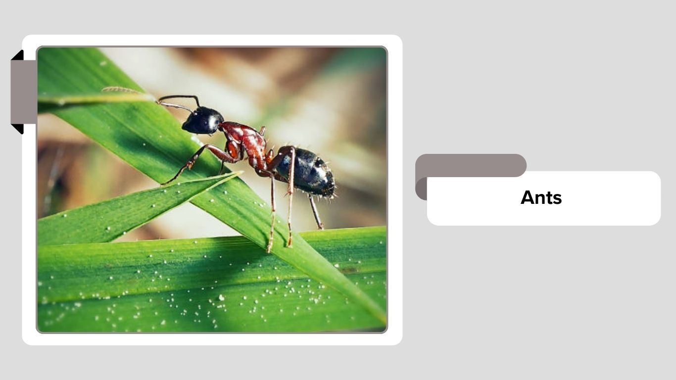 20 Common insects that live underground: Identification with Pictures