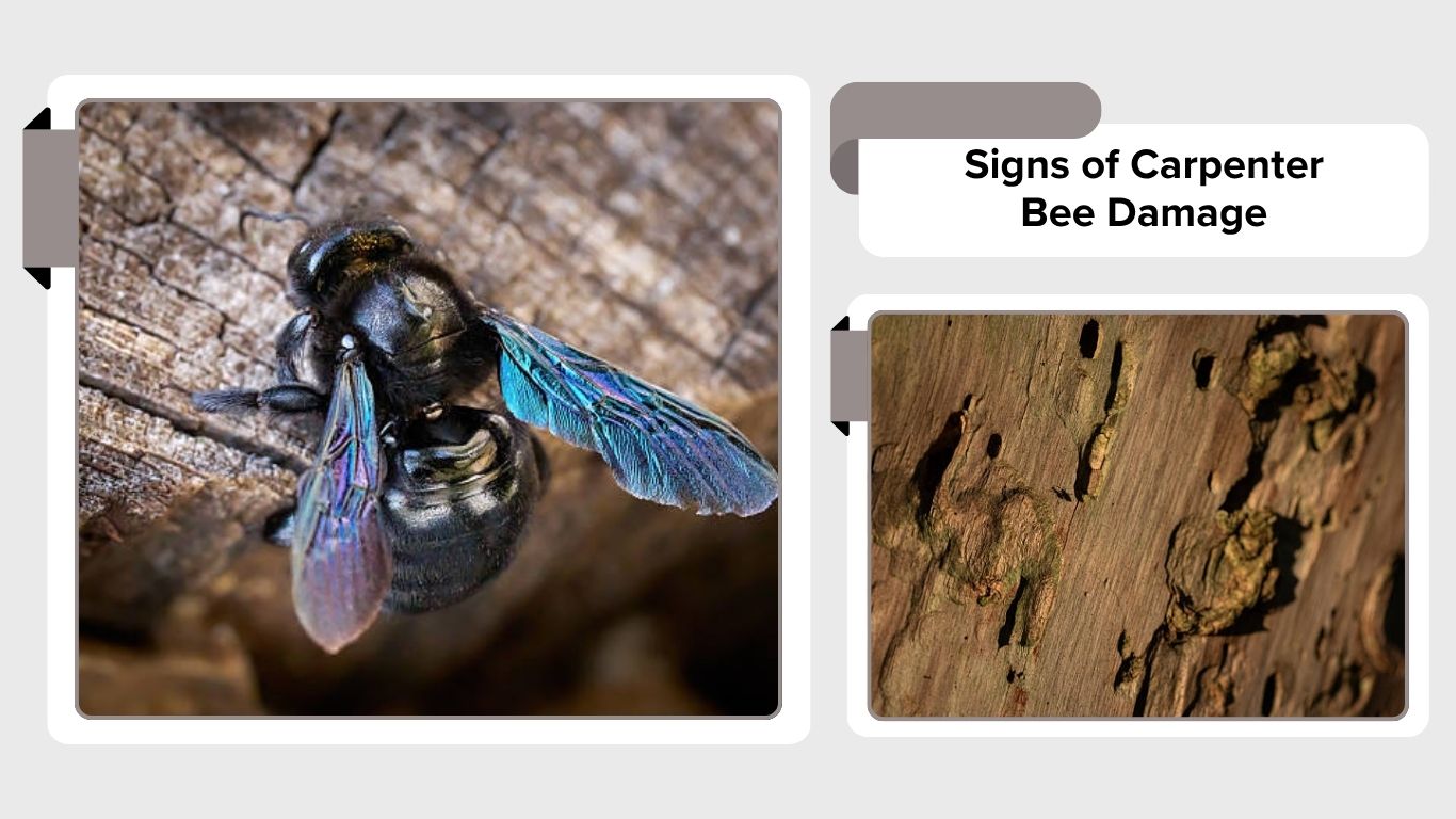 Carpenter Bee Damage: Signs, Causes & How to Fix It