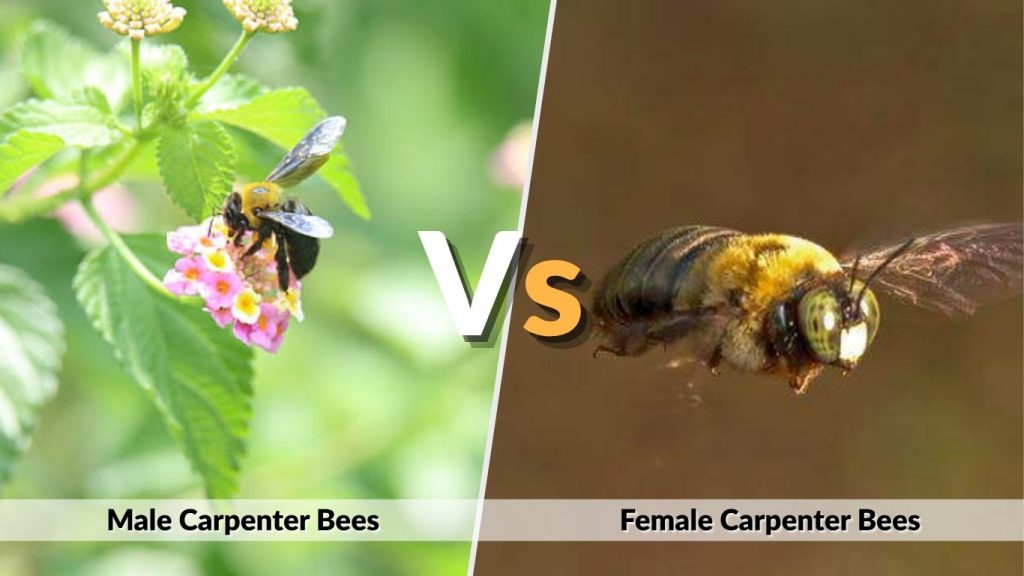 Do Carpenter Bees Sting? Facts, Risks and Prevention Tips
