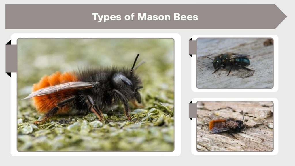 Mason Bees: Types, Habitat, Benefits, Life Cycle & Care Guide
