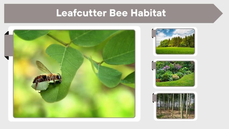 Leafcutter Bees: Habitat, Nest, Life Cycle, Damage & Control Guide