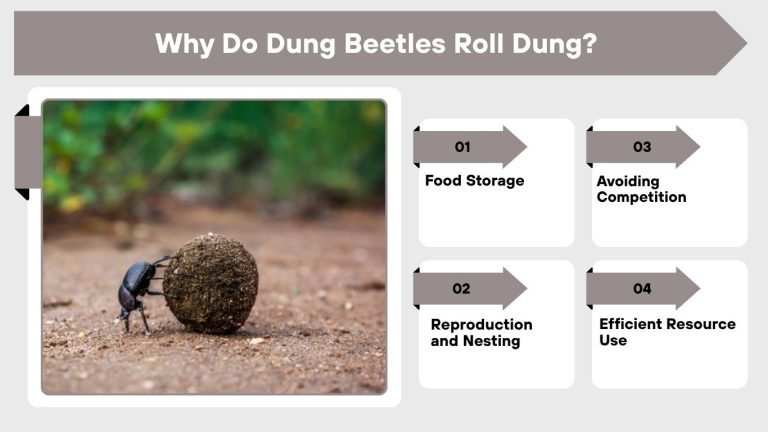 Why Dung Beetles Roll Dung (Complete Guide)