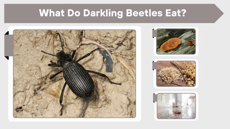 What Do Darkling Beetles Eat? Diet, Food List & Feeding Guide