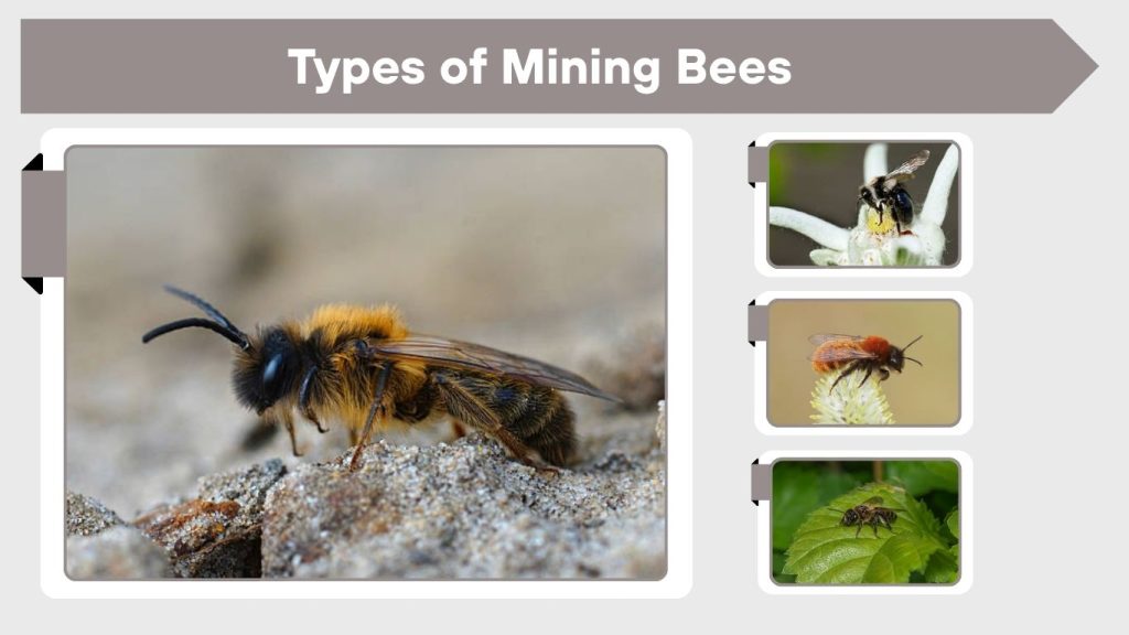 Mining Bees: Identification, Sting Risk & Safe Removal
