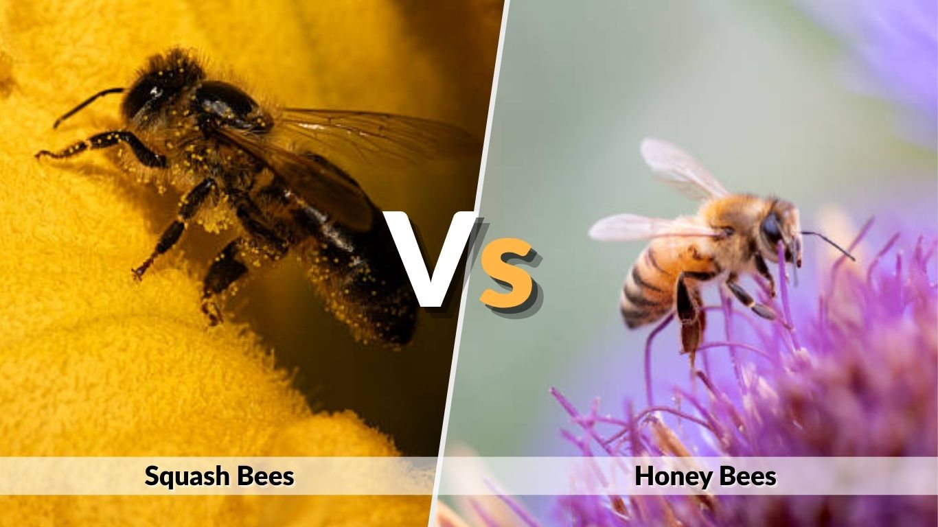 Squash Bees: Identification, Habitat, Sting Risk & Benefits