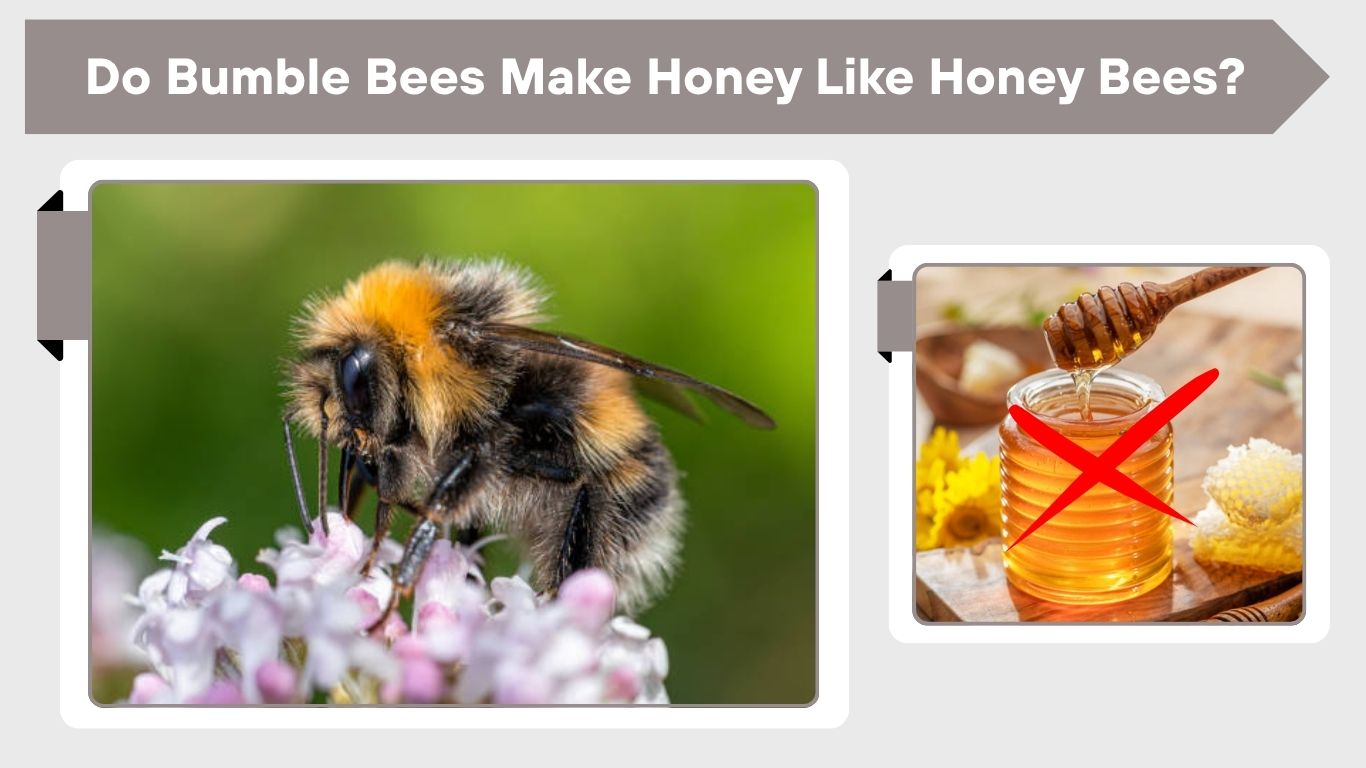 Do Bumble Bees Make Honey or Just Nectar?