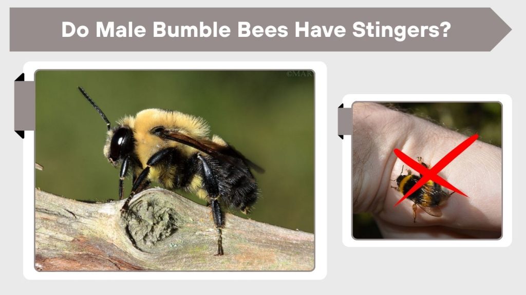 Do Bumble Bees Have Stingers or Are They Harmless?