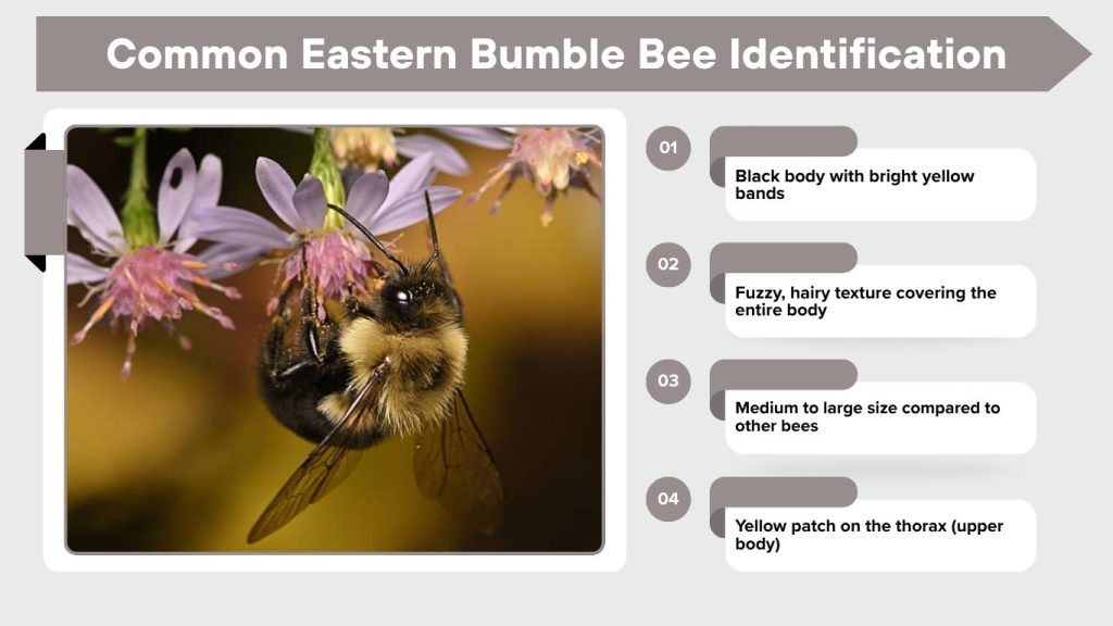 Common Eastern Bumble Bee: Identification, Habitat & Behavior Guide