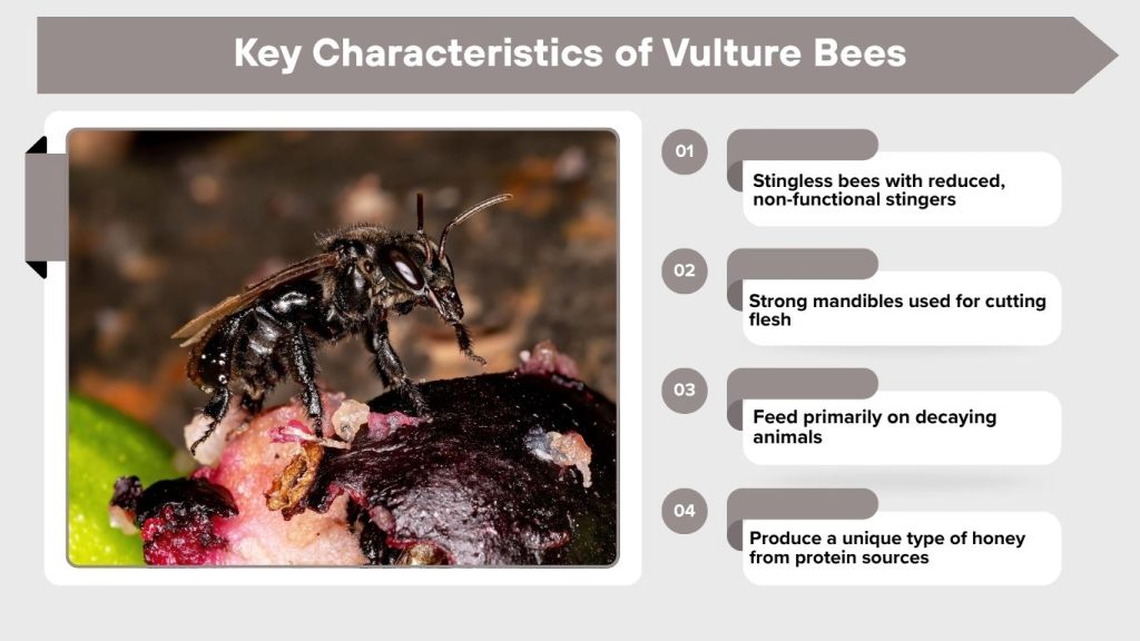 Vulture Bees: Habitat, Diet & Identification Guide