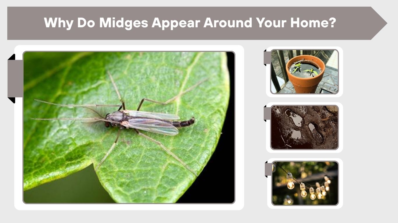 How to Get Rid of Midges (Indoor, Outdoor & Natural Methods)