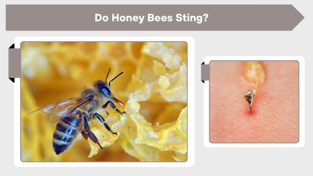 Honey Bee Sting: Symptoms, Treatment, and Safety Guide