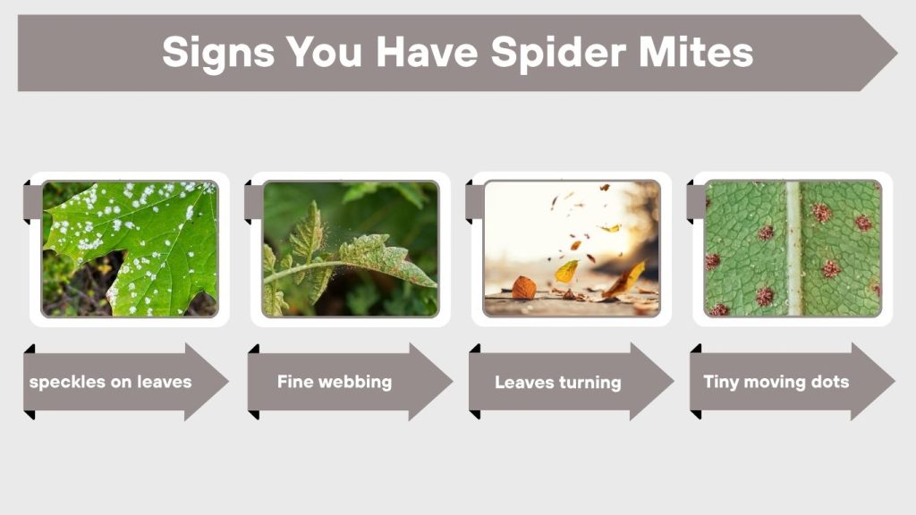 How to Get Rid of Spider Mites on Indoor Plants (Complete Guide)