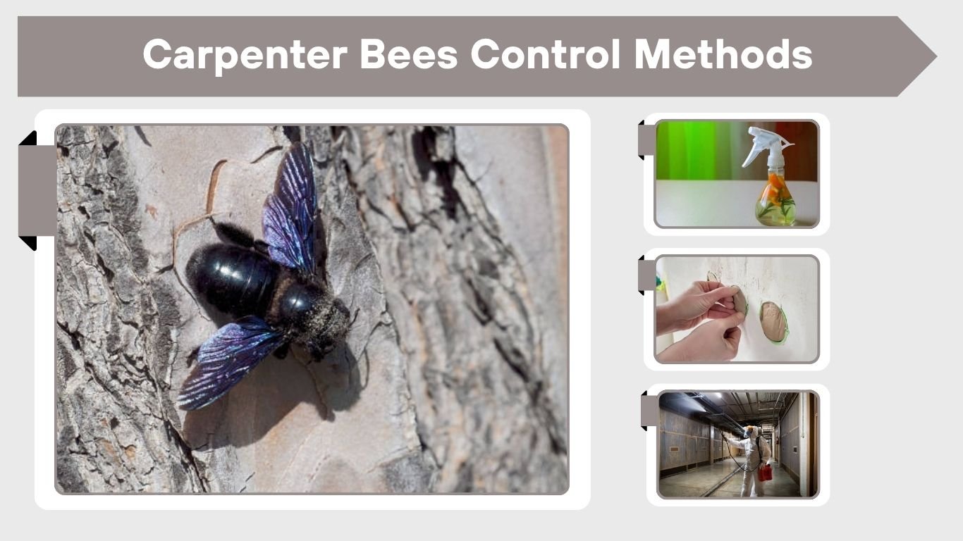 Carpenter Bees Control: Effective Methods to Get Rid of & Prevent ...