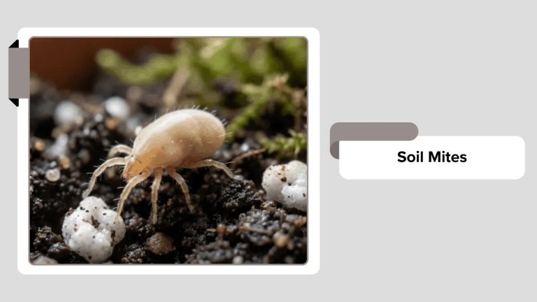 20 Common insects that live underground: Identification with Pictures