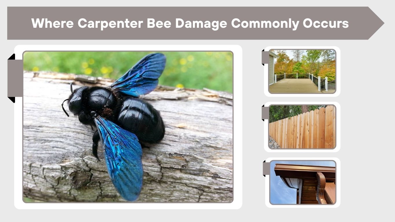 Carpenter Bee Damage: Signs, Causes & How to Fix It