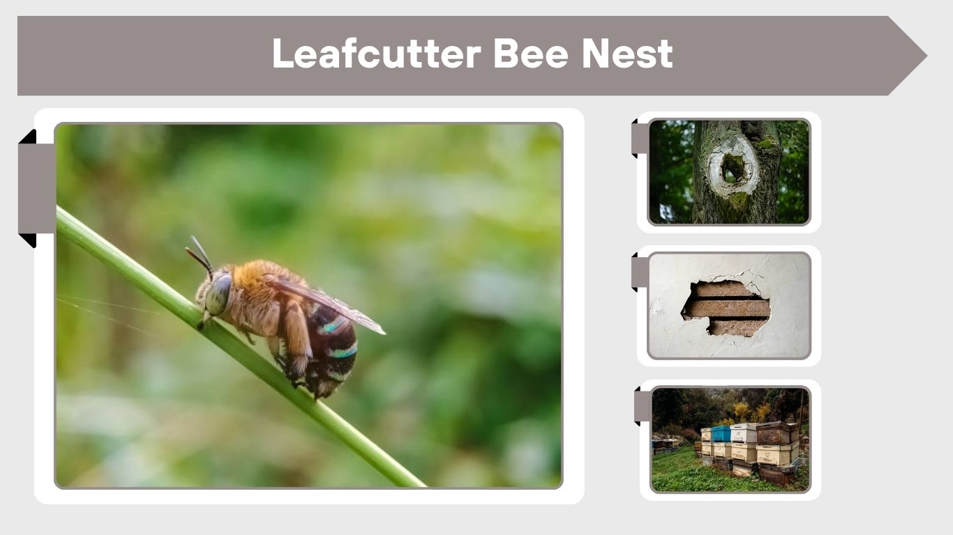 Leafcutter Bees: Habitat, Nest, Life Cycle, Damage & Control Guide