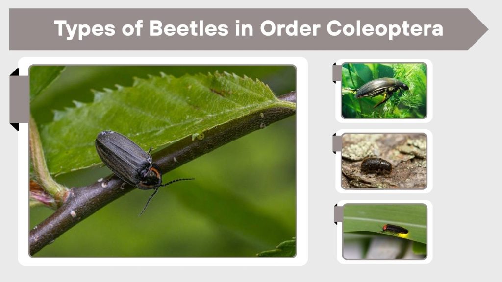 Coleoptera Beetle: Identification, Types, Larvae and Habitat