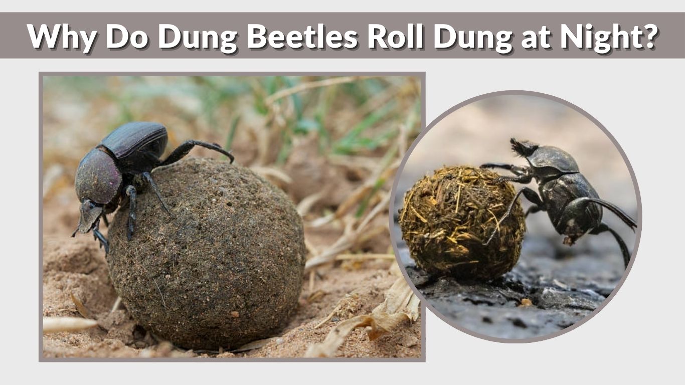 Why Dung Beetles Roll Dung (Complete Guide)