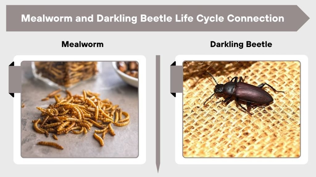 Darkling Beetle Life Cycle: Stages From Egg to Adult