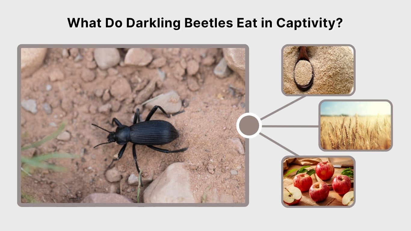 What Do Darkling Beetles Eat? Diet, Food List & Feeding Guide