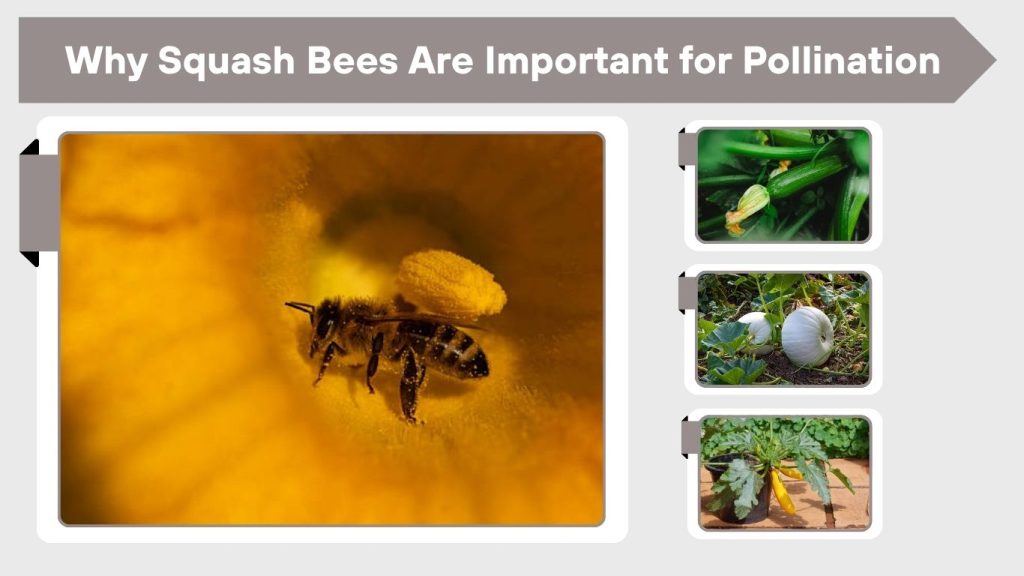 Squash Bees: Identification, Habitat, Sting Risk & Benefits