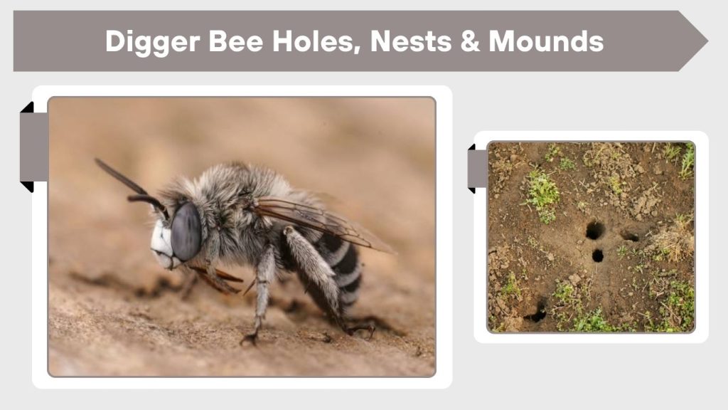 Digger Bees: Identification, Life Cycle, Risks & Removal Guide
