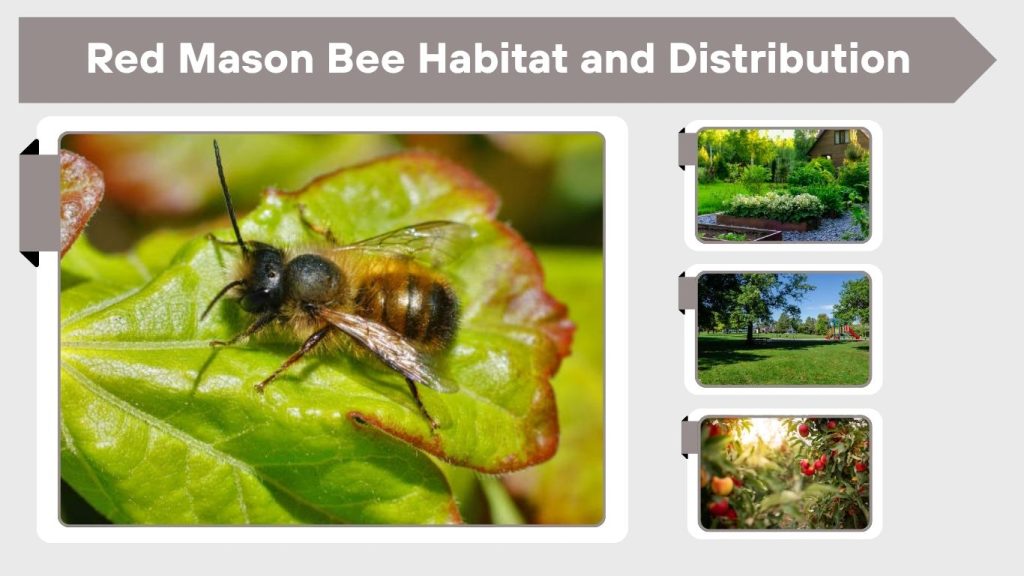 Red Mason Bee: Identification, Life Cycle & Complete Guide