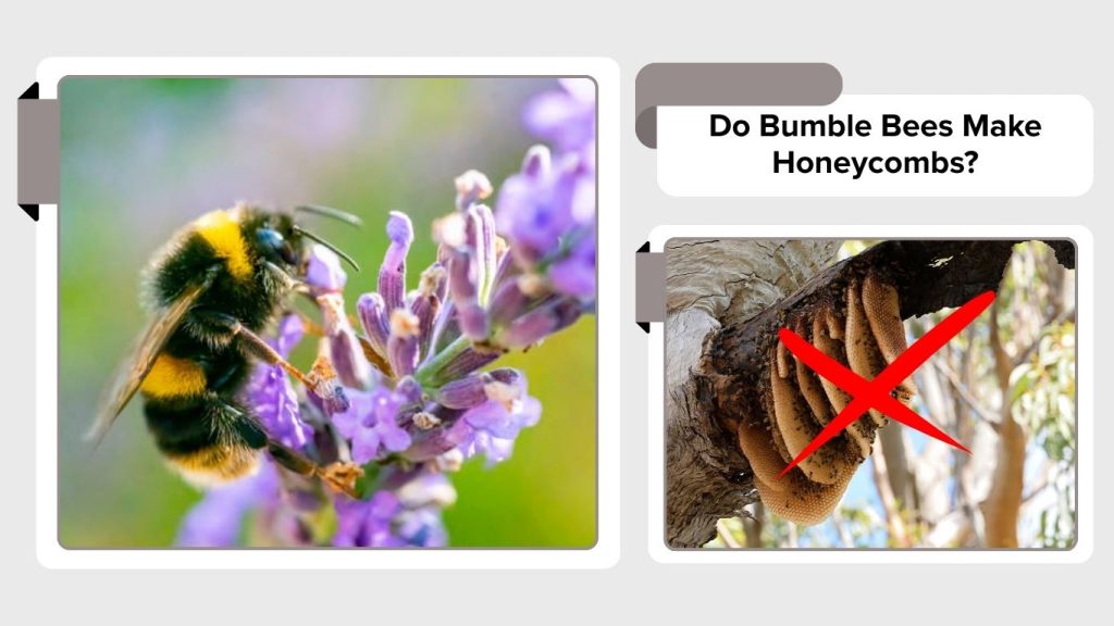 Do Bumble Bees Make Honey or Just Nectar?